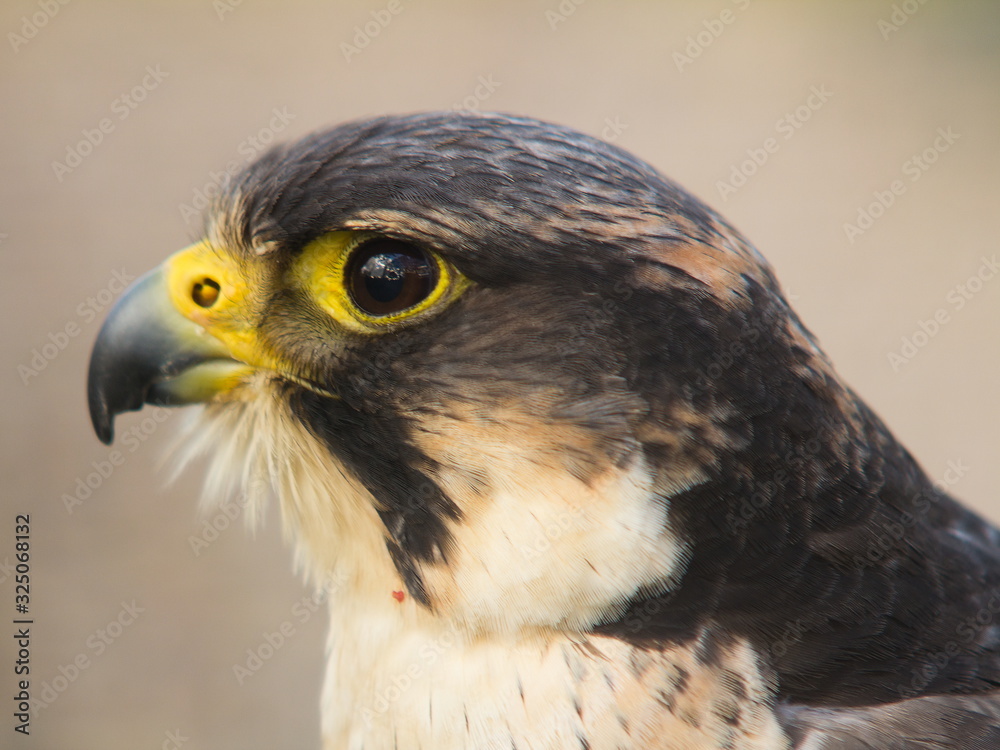 Peregrine Falcon Head Side on Pale Background Stock Photo | Adobe Stock