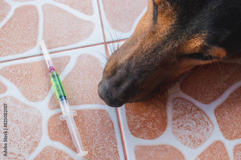 The rabies vaccine is right in front of the dog and the dog is staring ...