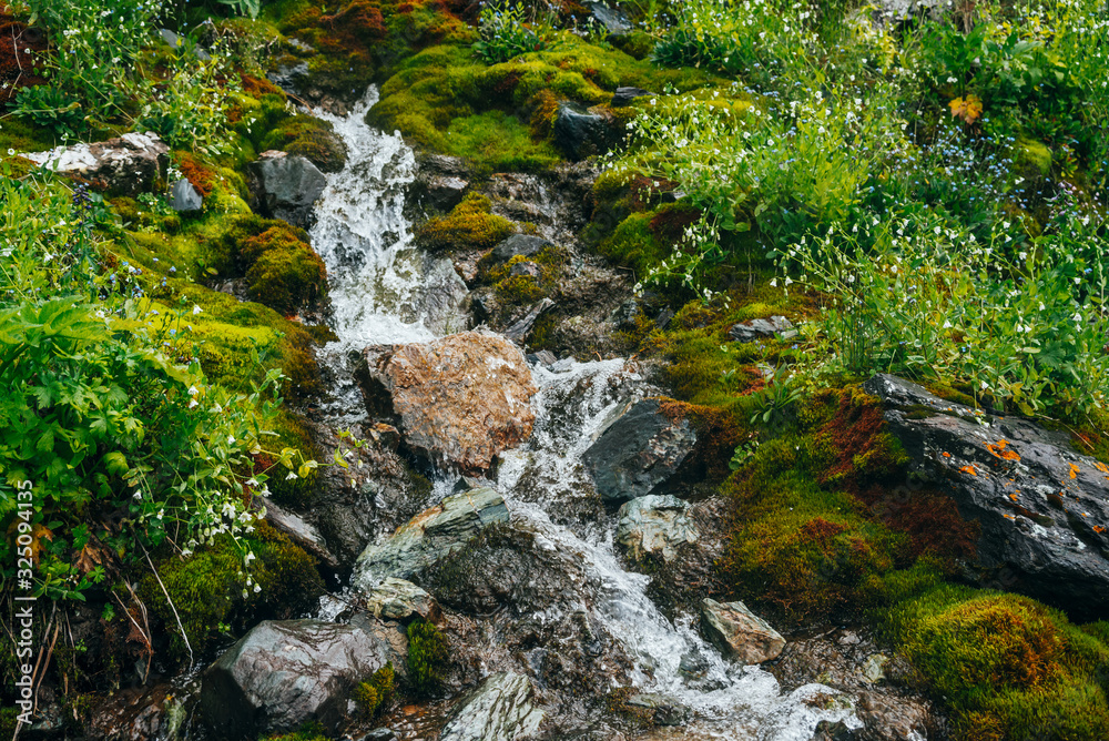 Scenic landscape with clear spring water stream among thick moss and ...