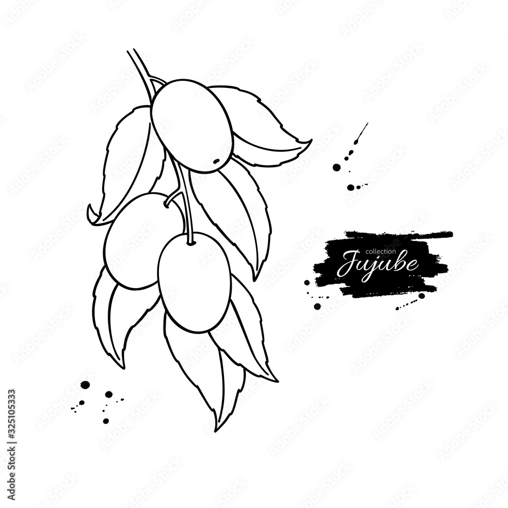Jujube branch vector drawing. Chinese Date isolated illustration. Stock ...