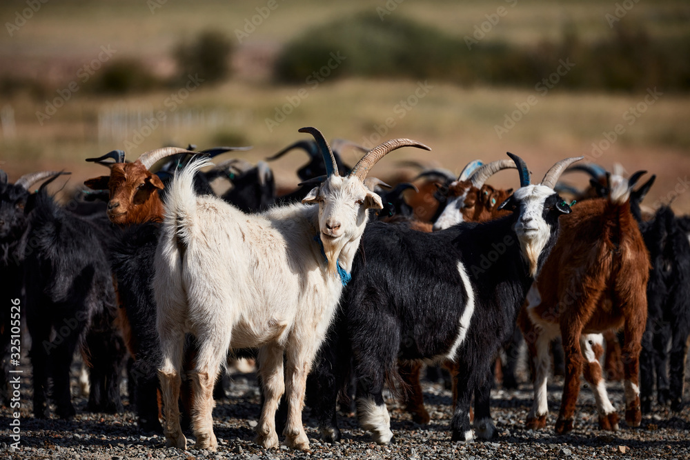 Mongolian goats. source of meat, milk and wool. Goat Cashmere and ...