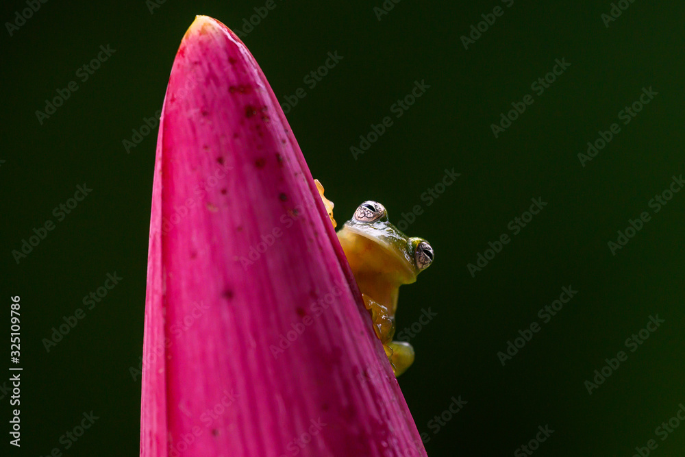 Teratohyla spinosa glass frog (spiny cochran frog) of the family of ...
