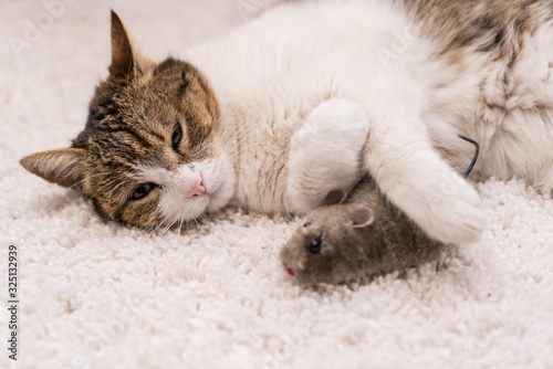 lazy cat sleeping with mouse #325132939 - Fototapety Malarstwo i Szkic ...