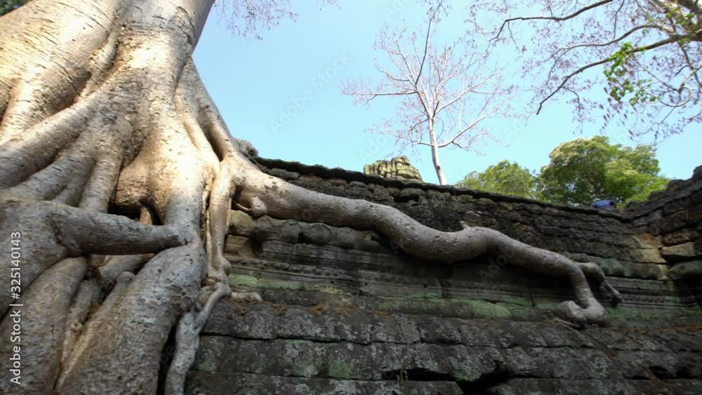 4K, Ta Prohm temple with strangler fig. Famous spung tree growing in ...