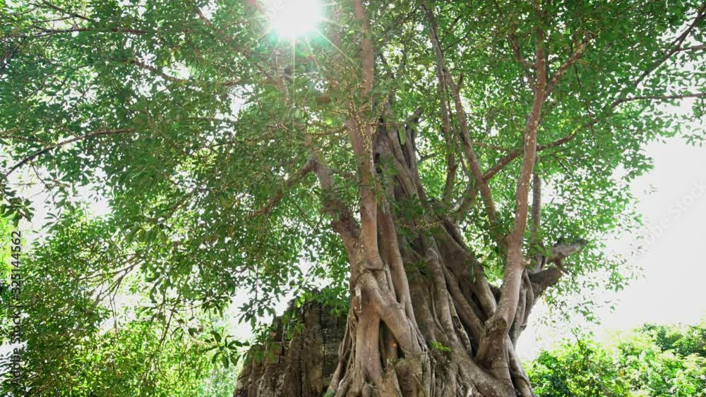 4K, Ta Som gopura, door with strangler fig. Famous spung tree growing ...