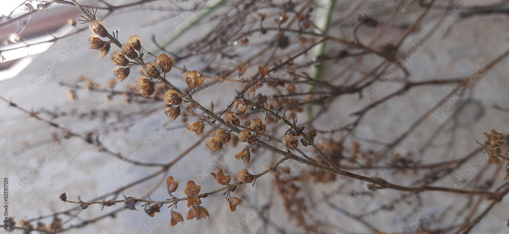 dried tulsi plant also known as Ocimum tenuiflorum holy basil Stock ...
