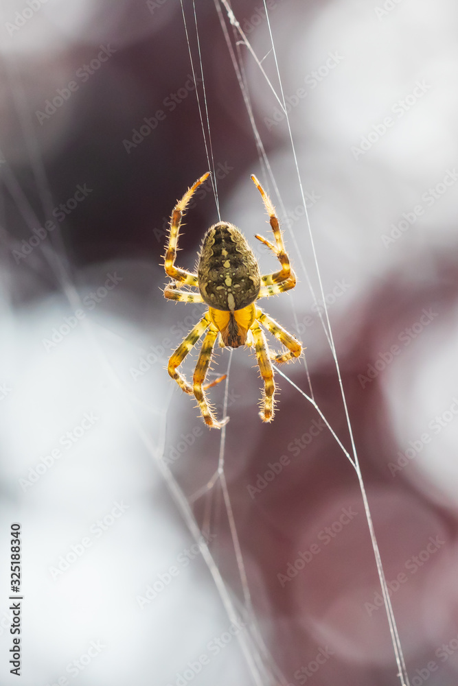 Cross spider, araneus diadematus, in a web Stock Photo | Adobe Stock
