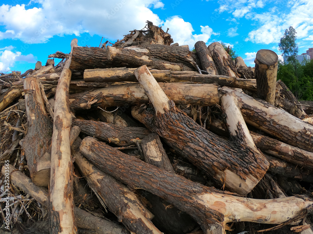 Landfill of felled trees. Logs lie at a construction site ...
