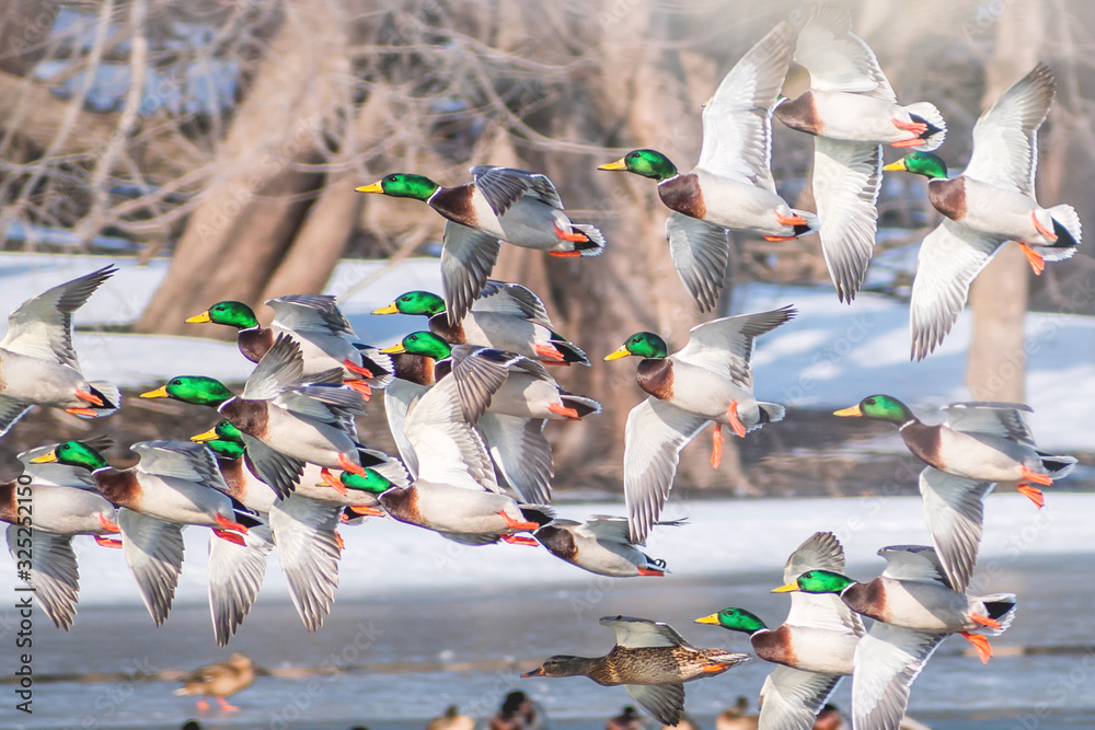 Ducks Flying Over Water