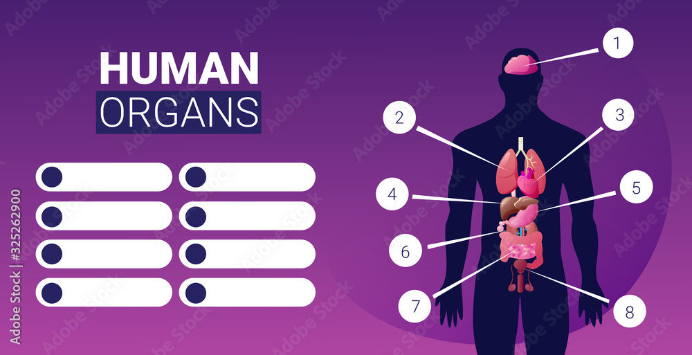 human body structure infographic poster with male internal organs icons ...