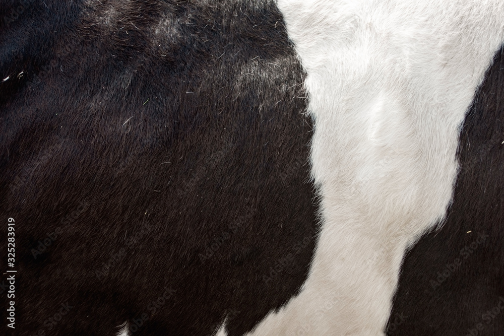 Texture of the cow skin Stock Photo | Adobe Stock