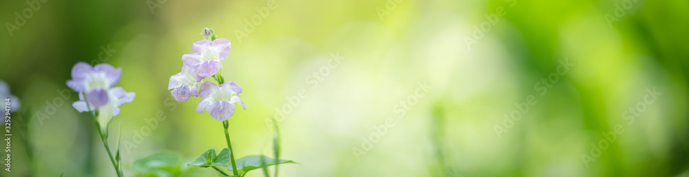 Nature of flower in garden using as cover page background natural flora ...