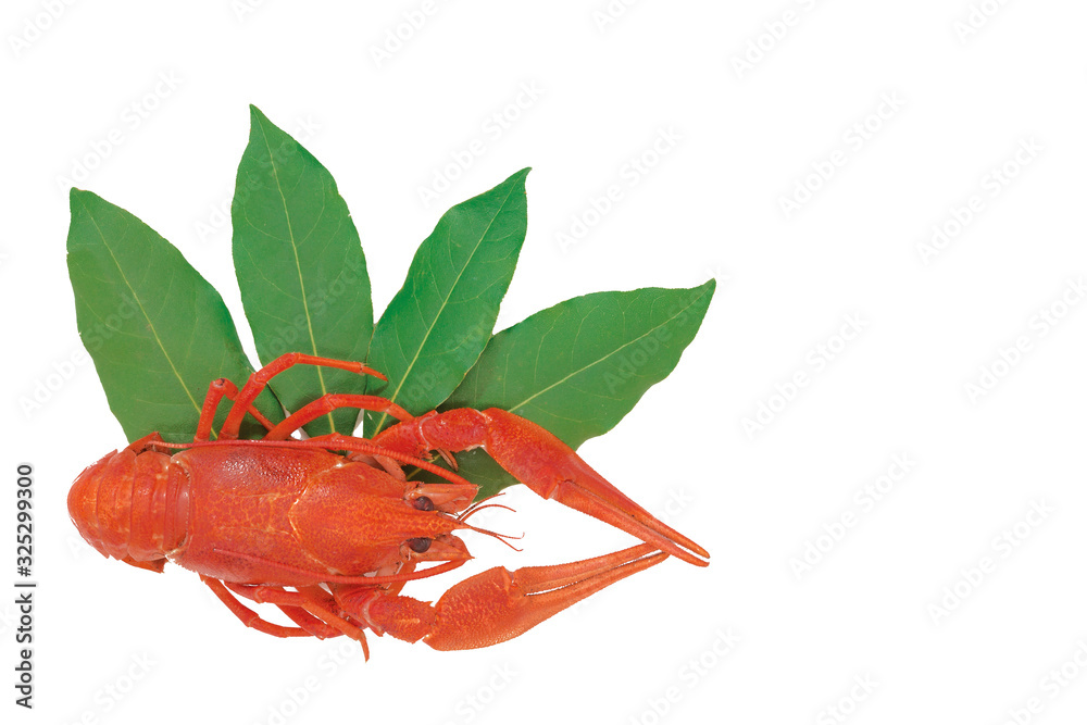 Red crayfish and green bay leaves on a white background. Boiled cancer ...