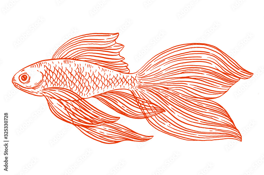 Hand drawn golden fish . Can be used as print, packaging design ...
