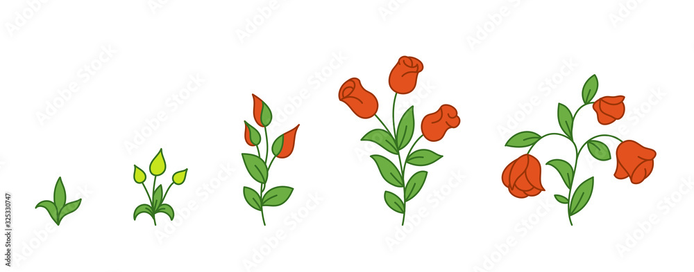 Red rose growth stages. Flowers plants development. Rose animation ...