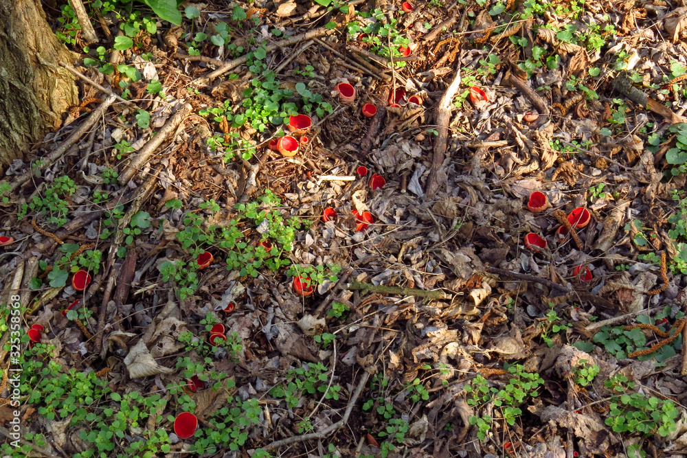 Red mushroom Scarlet elf cup (Sarcoscypha sp.) red fungi Sarcoscypha ...