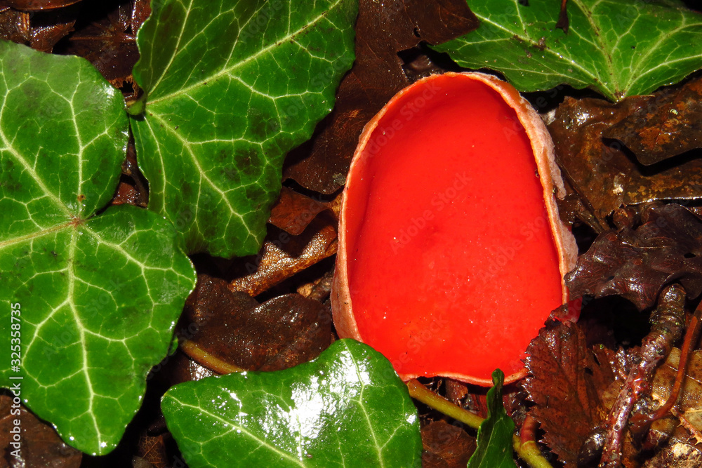 Red mushroom Scarlet elf cup (Sarcoscypha sp.) red fungi Sarcoscypha ...