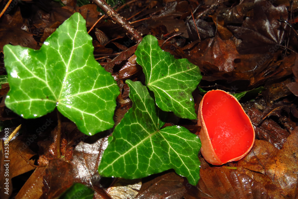 Red mushroom Scarlet elf cup (Sarcoscypha sp.) red fungi Sarcoscypha ...