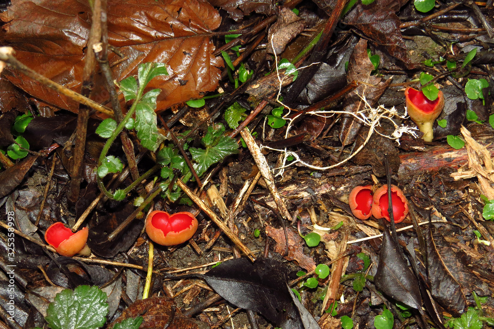 Red mushroom Scarlet elf cup (Sarcoscypha sp.) red fungi Sarcoscypha ...