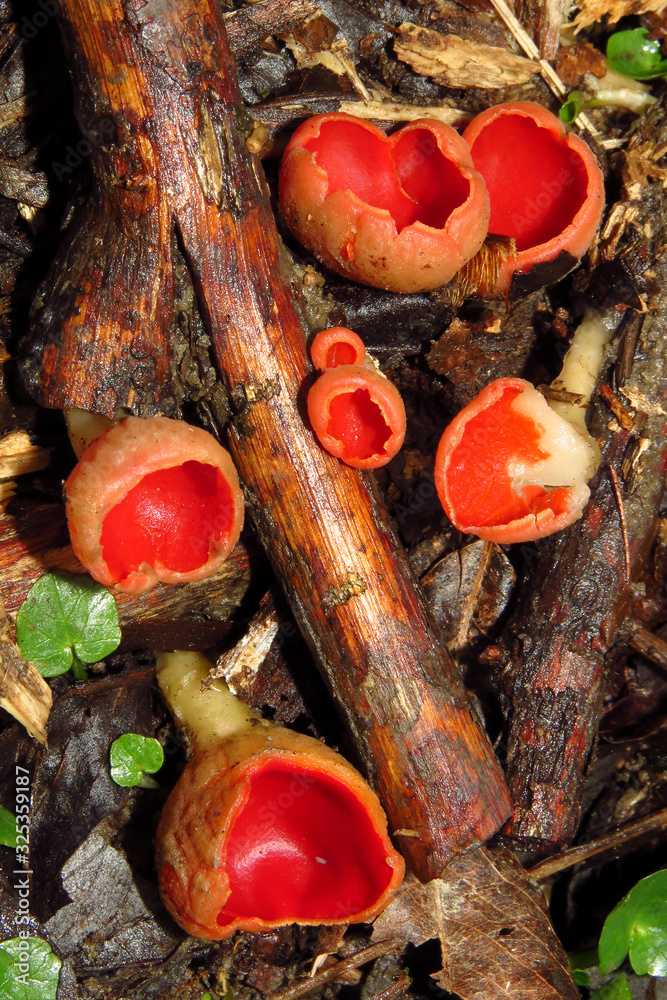 Red mushroom Scarlet elf cup (Sarcoscypha sp.) red fungi Sarcoscypha ...