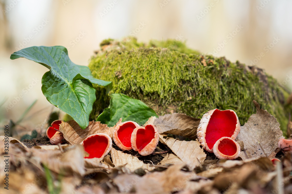 Red mushroom Scarlet elf cup (Sarcoscypha sp.) red fungi Sarcoscypha ...