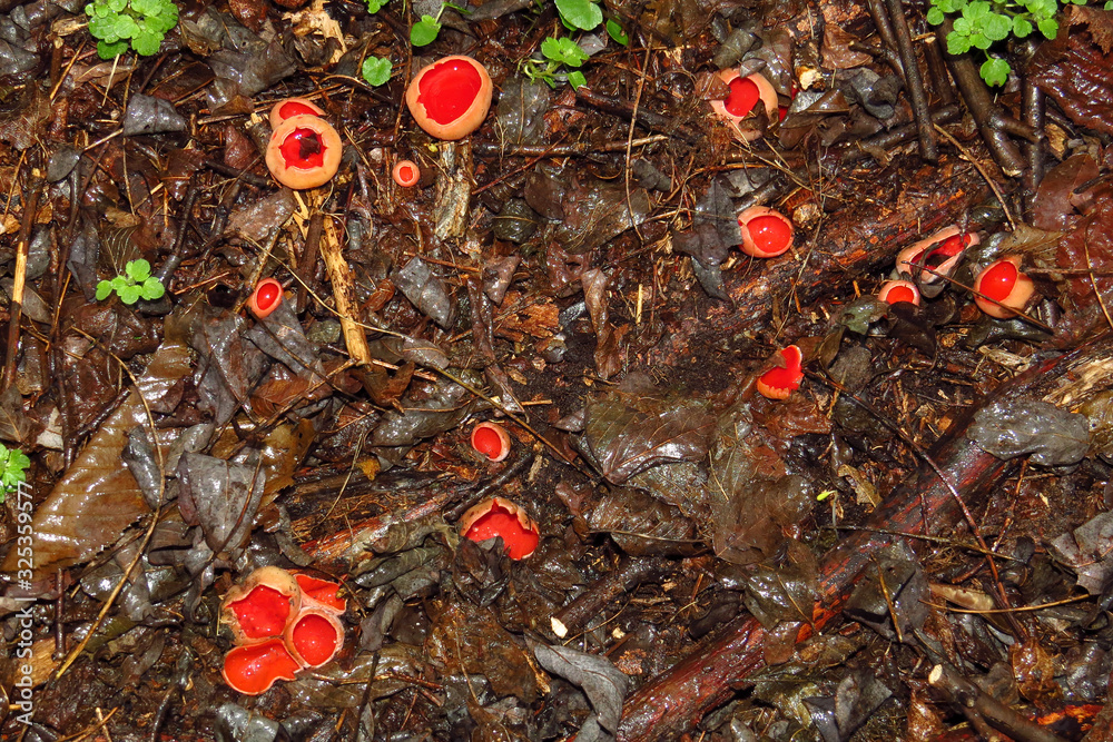 Red mushroom Scarlet elf cup (Sarcoscypha sp.) red fungi Sarcoscypha ...
