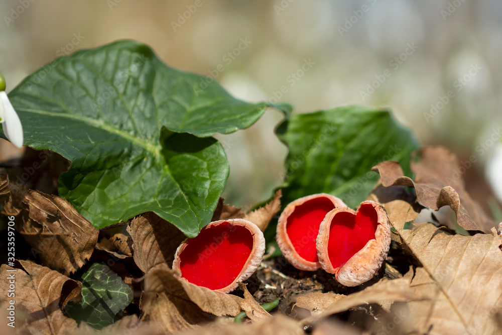 Red mushroom Scarlet elf cup (Sarcoscypha sp.) red fungi Sarcoscypha ...