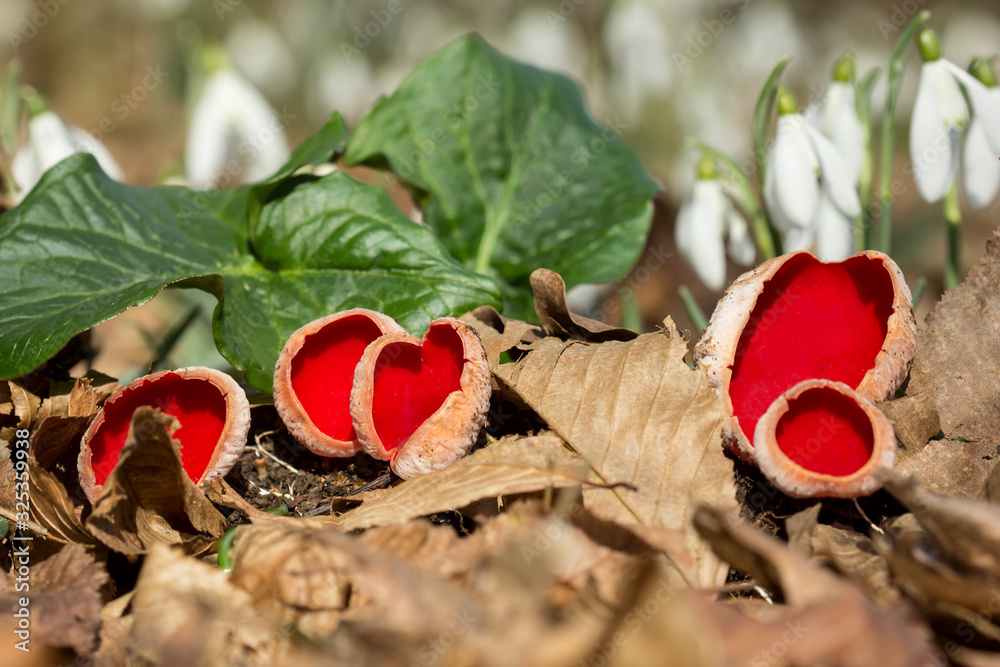 Red mushroom Scarlet elf cup (Sarcoscypha sp.) red fungi Sarcoscypha ...