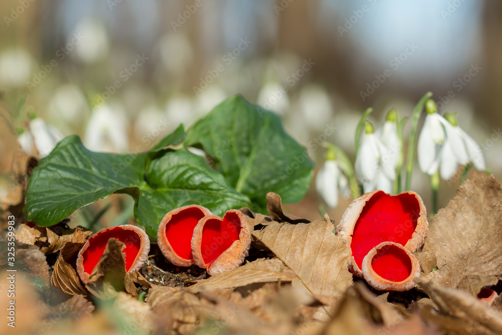 Red mushroom Scarlet elf cup (Sarcoscypha sp.) red fungi Sarcoscypha ...