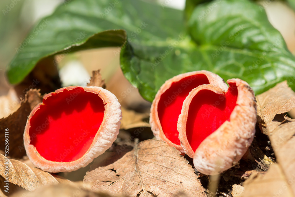 Red mushroom Scarlet elf cup (Sarcoscypha sp.) red fungi Sarcoscypha ...
