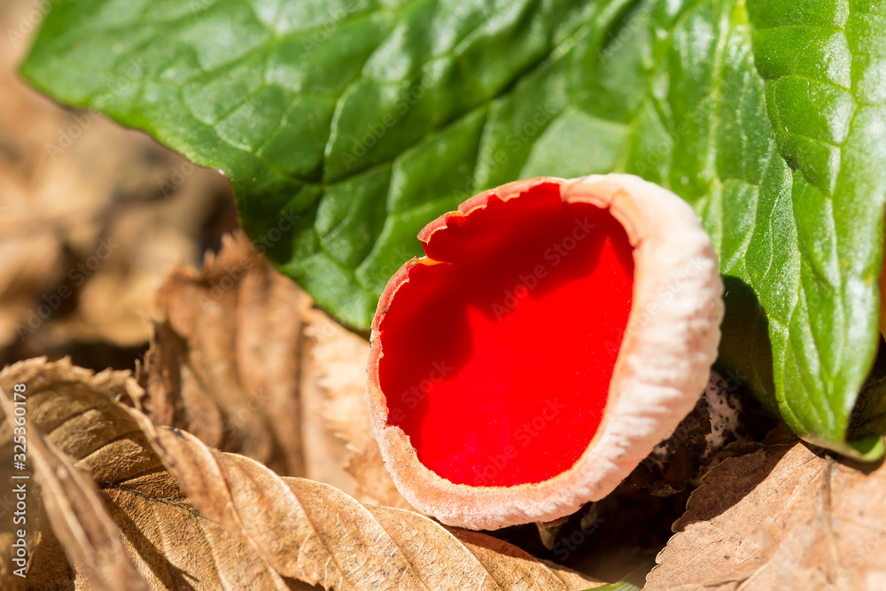 Red mushroom Scarlet elf cup (Sarcoscypha sp.) red fungi Sarcoscypha ...
