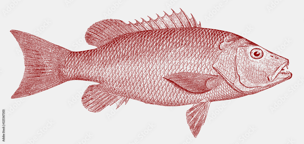 Mangrove snapper lutjanus griseus, food fish from the Atlantic Ocean in ...