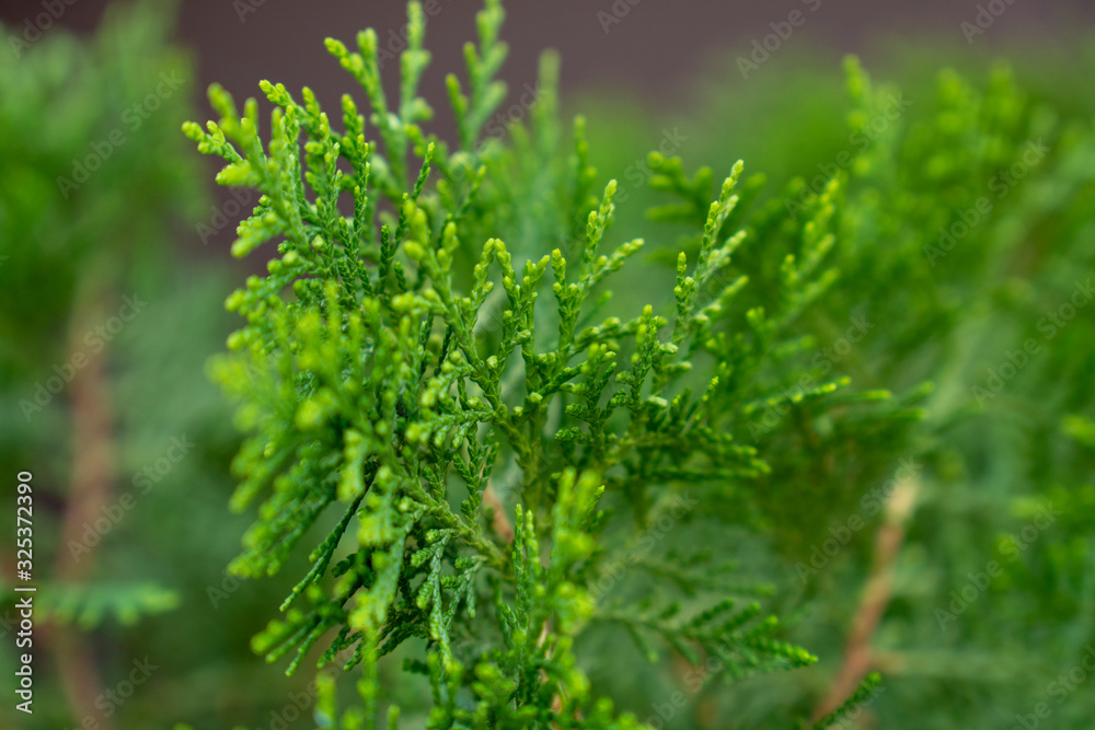 Arborvitae,Thuja occidentalis plant is green beside the house Stock ...