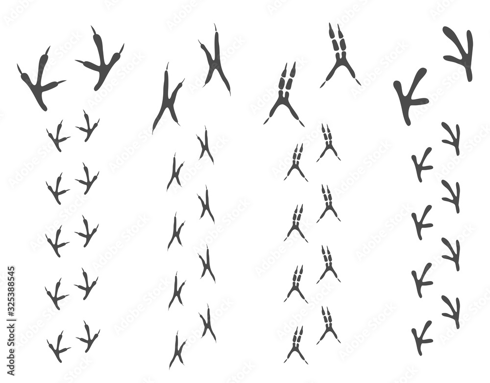 Paw Print. Traces of the bird on white isolated white background. Stock ...