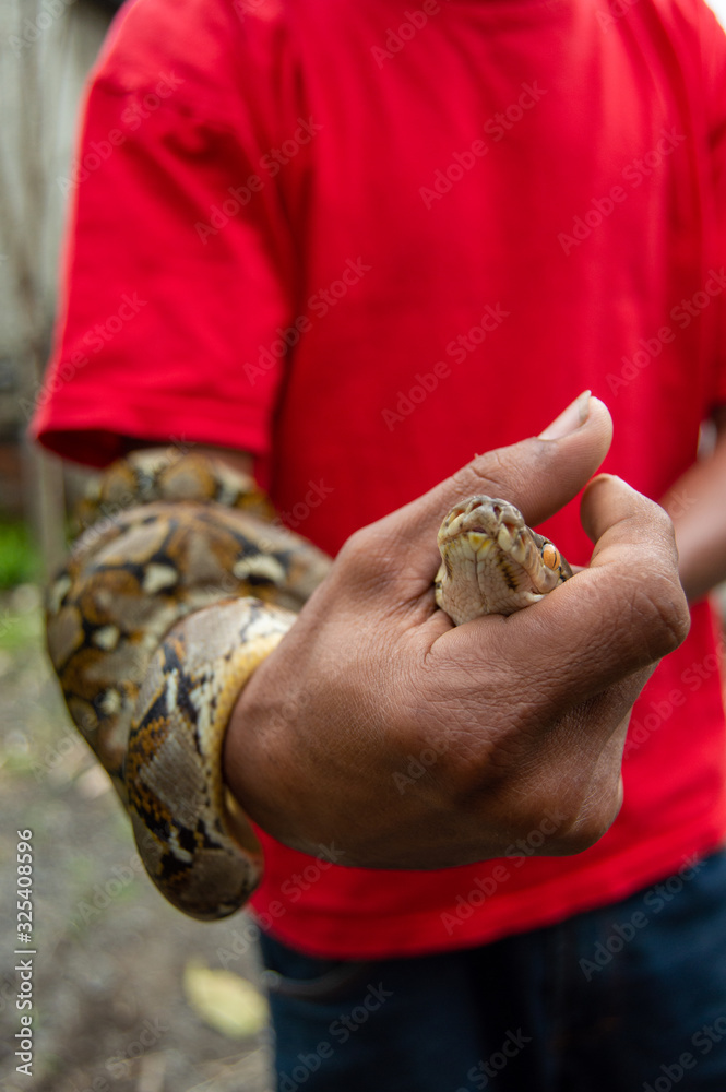 Indonesia guy holding a Python snake, reticulated python (Malayopython ...