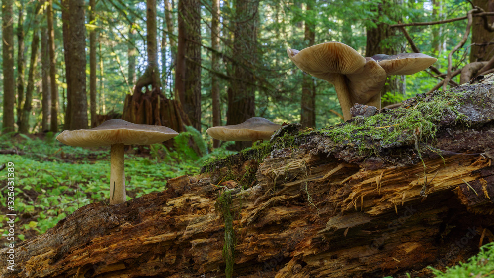 Decay - Mushrooms on a decaying log in an old-growth forest in Oregon ...