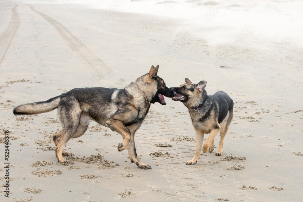 Broer en zus herder pup aan het spelen in de strom op het strand Stock ...