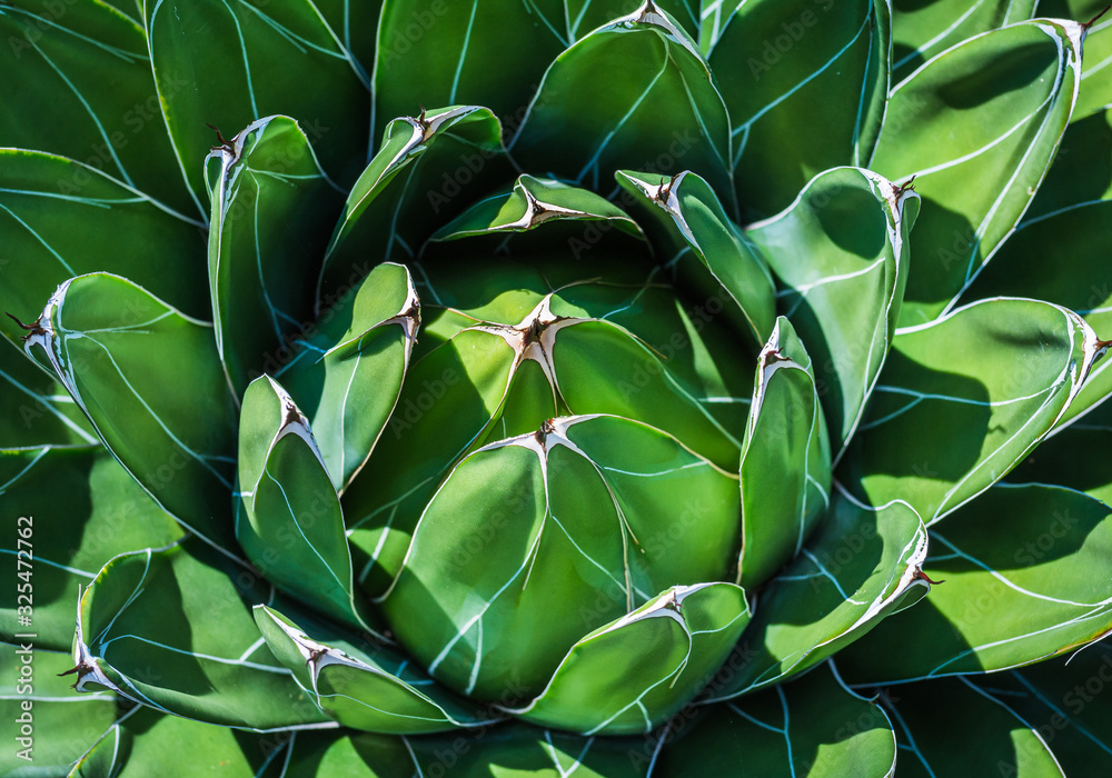 Agave Victoriae Reginae (queen Victoria agave). Close up of variegated ...