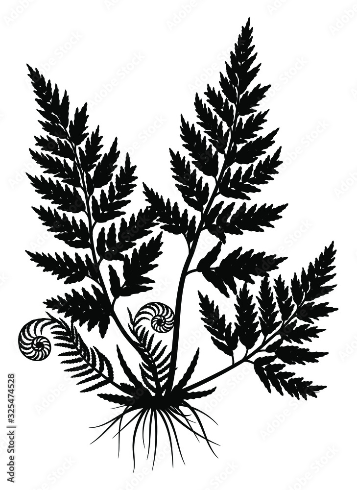 Laser cutting template. Fern frond black silhouette. A fern unrolling a ...