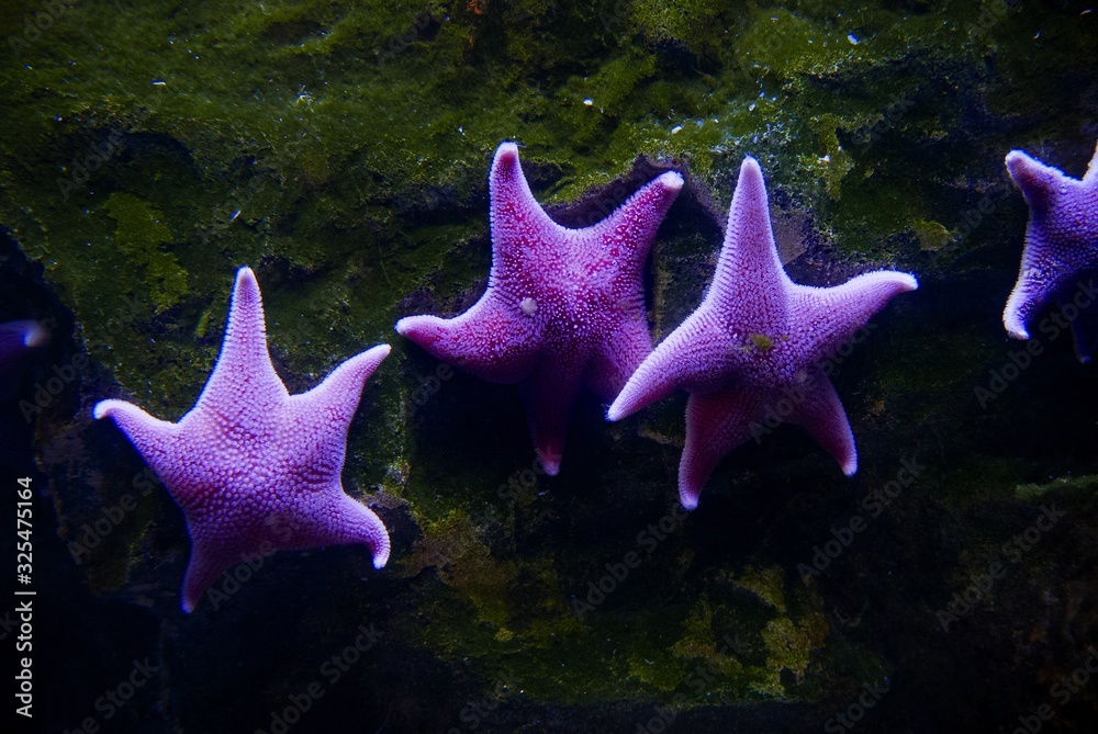 Purple Starfish Photography
