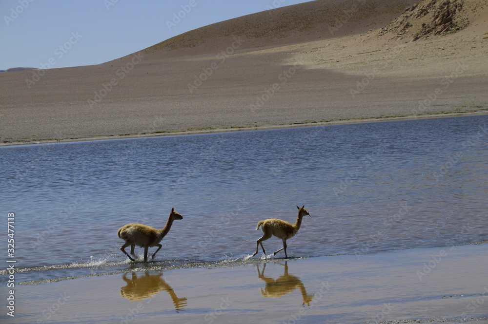 vicuñas y su reflejo Stock Photo | Adobe Stock