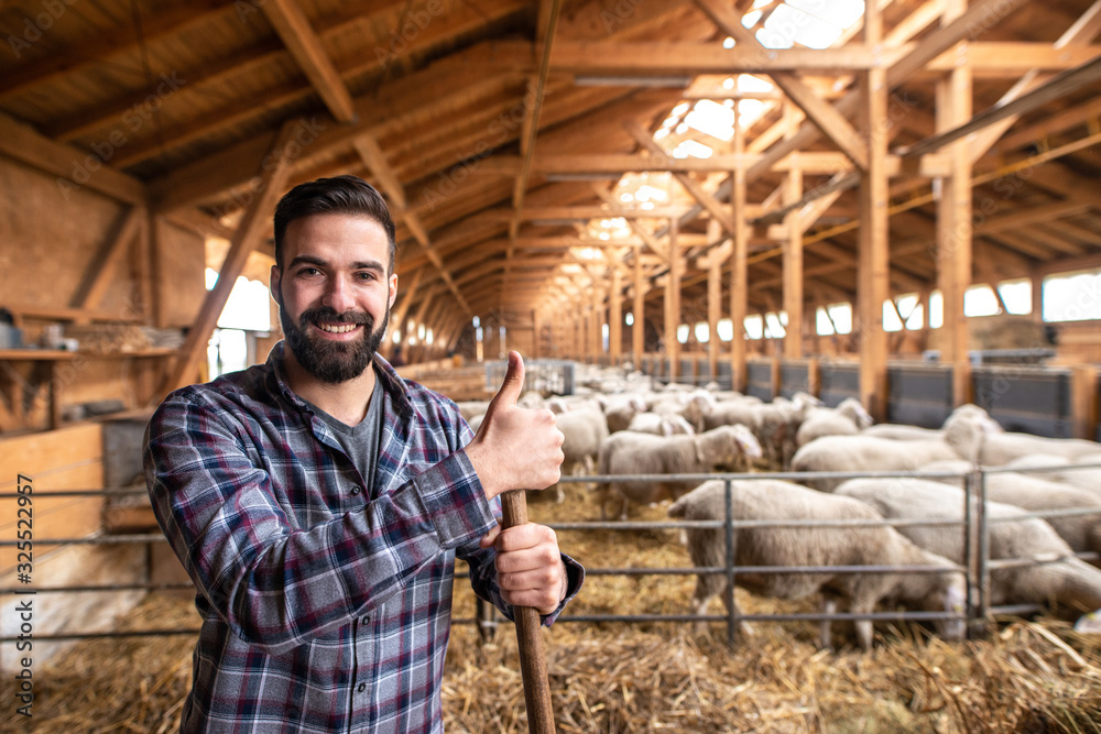 Cattleman farmer with thumbs up posing in wooden barn at he farm while ...