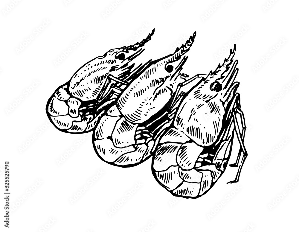 Prawn, Shrimps, vector images. Vector graphics for labels, menus ...
