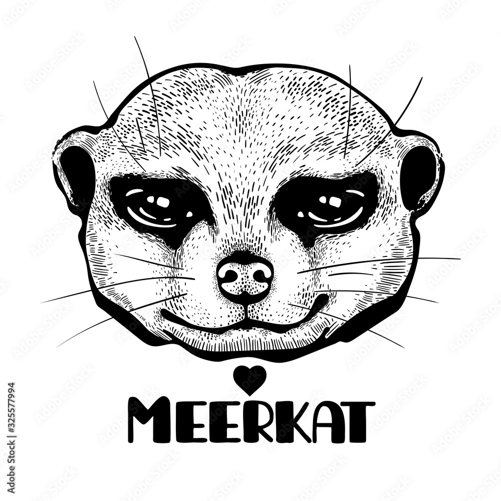 Meerkat Face Drawing