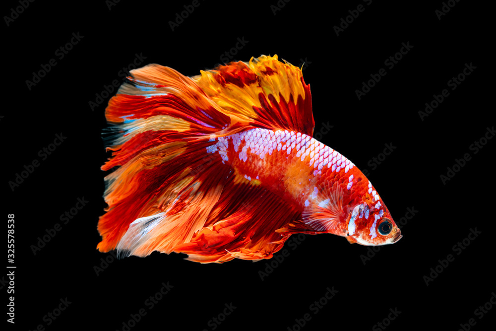 Beautiful betta splendens half moon siamese betta fish. Stock Photo ...