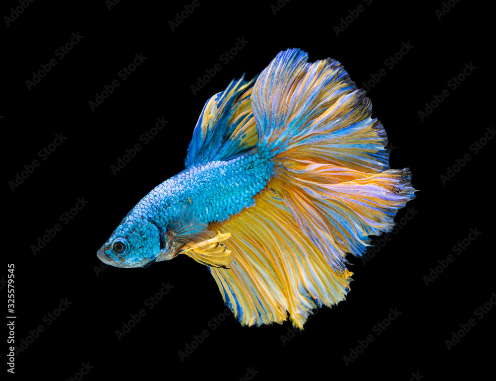 Beautiful betta splendens half moon siamese betta fish. Stock Photo ...