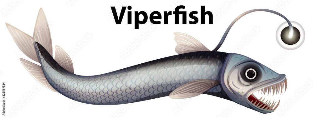 Wordcard design for viperfish with white background Stock Vector ...