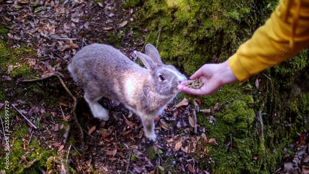 Vídeo do Stock: Bunny in the forest sits up and begs fof food in ...