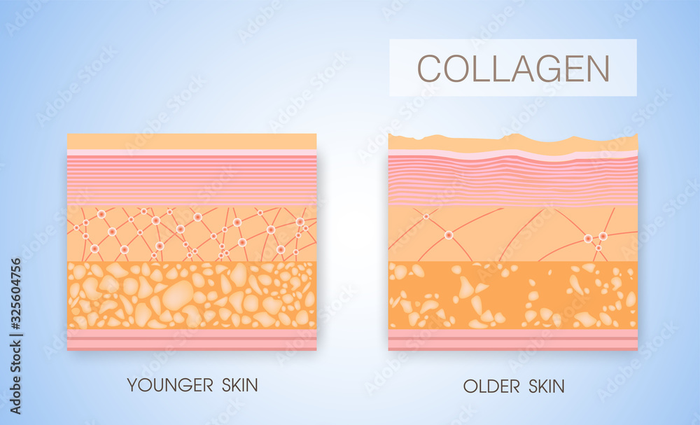 Collagen ,skin vector Stock Vector | Adobe Stock