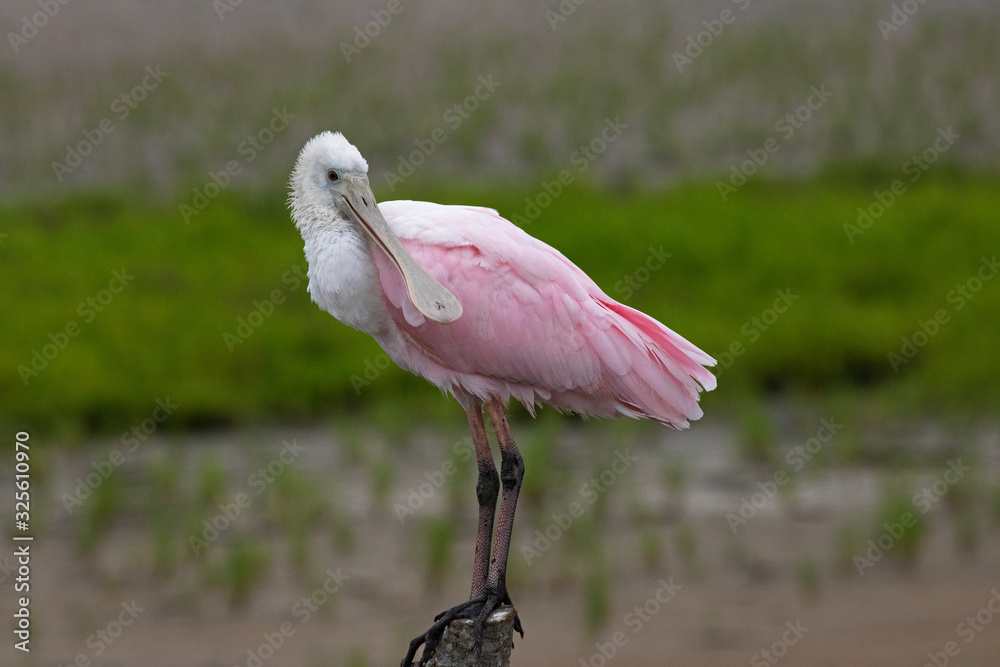 Roseate spoonbill in southern Texas Stock Photo | Adobe Stock